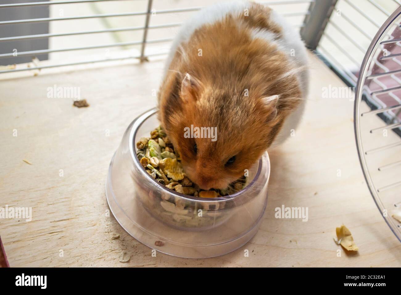 Syrian hamster eating from a food bowl in cage Stock Photo - Alamy