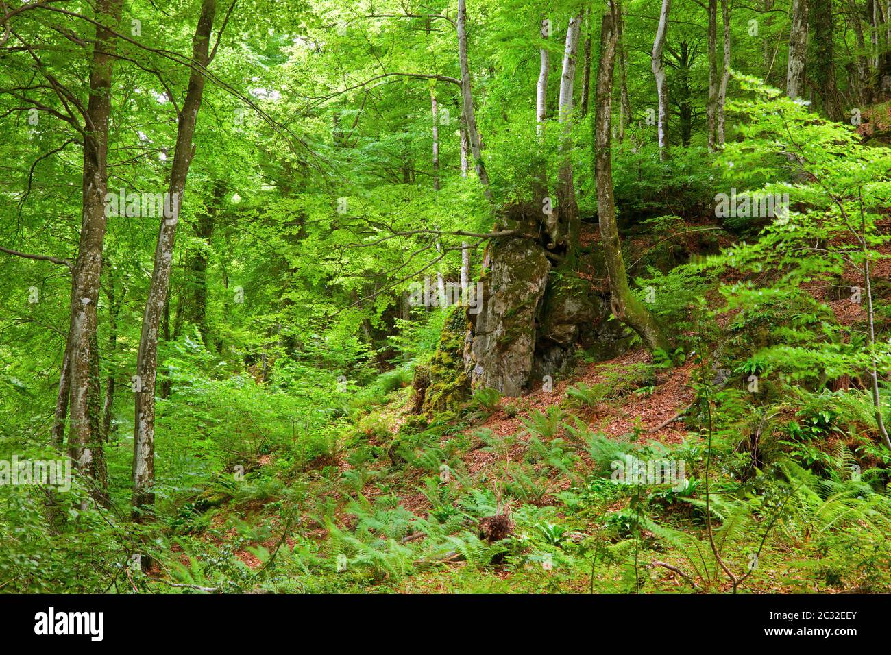 Green mountain forest in Pyrenees Stock Photo - Alamy