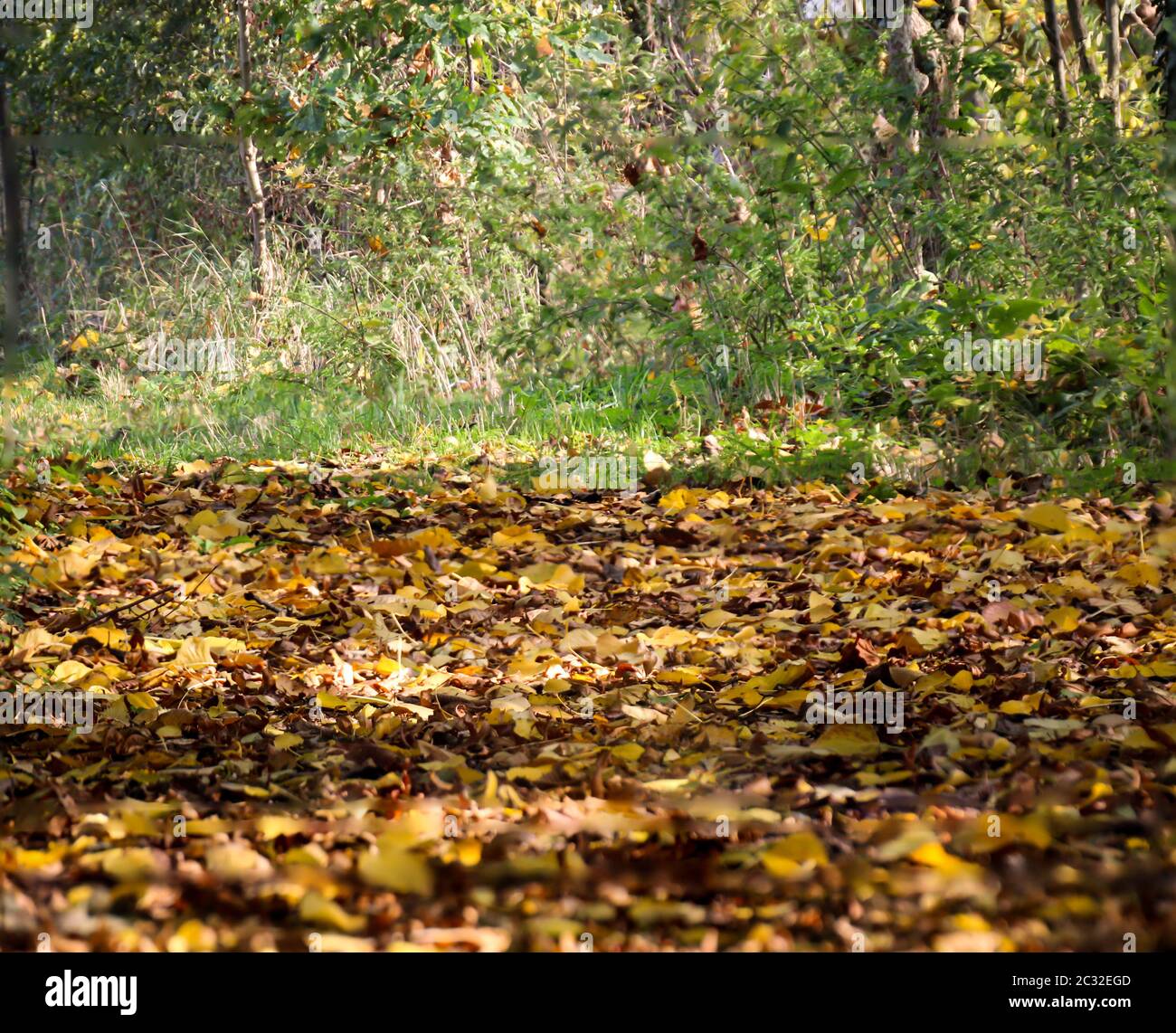 Autumn with a loth of leaves on the bottom of the forest Stock Photo ...