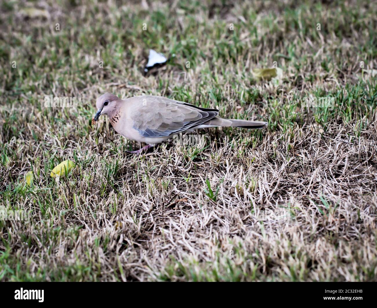 Dove-like bird searches for food in a meadow Stock Photo - Alamy