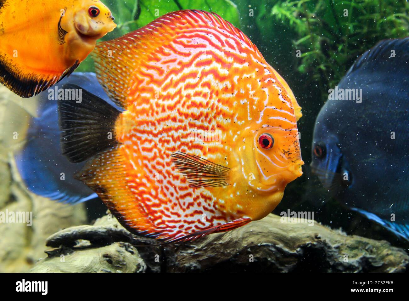 a discus fish in its full beauty in the aquarium Stock Photo - Alamy