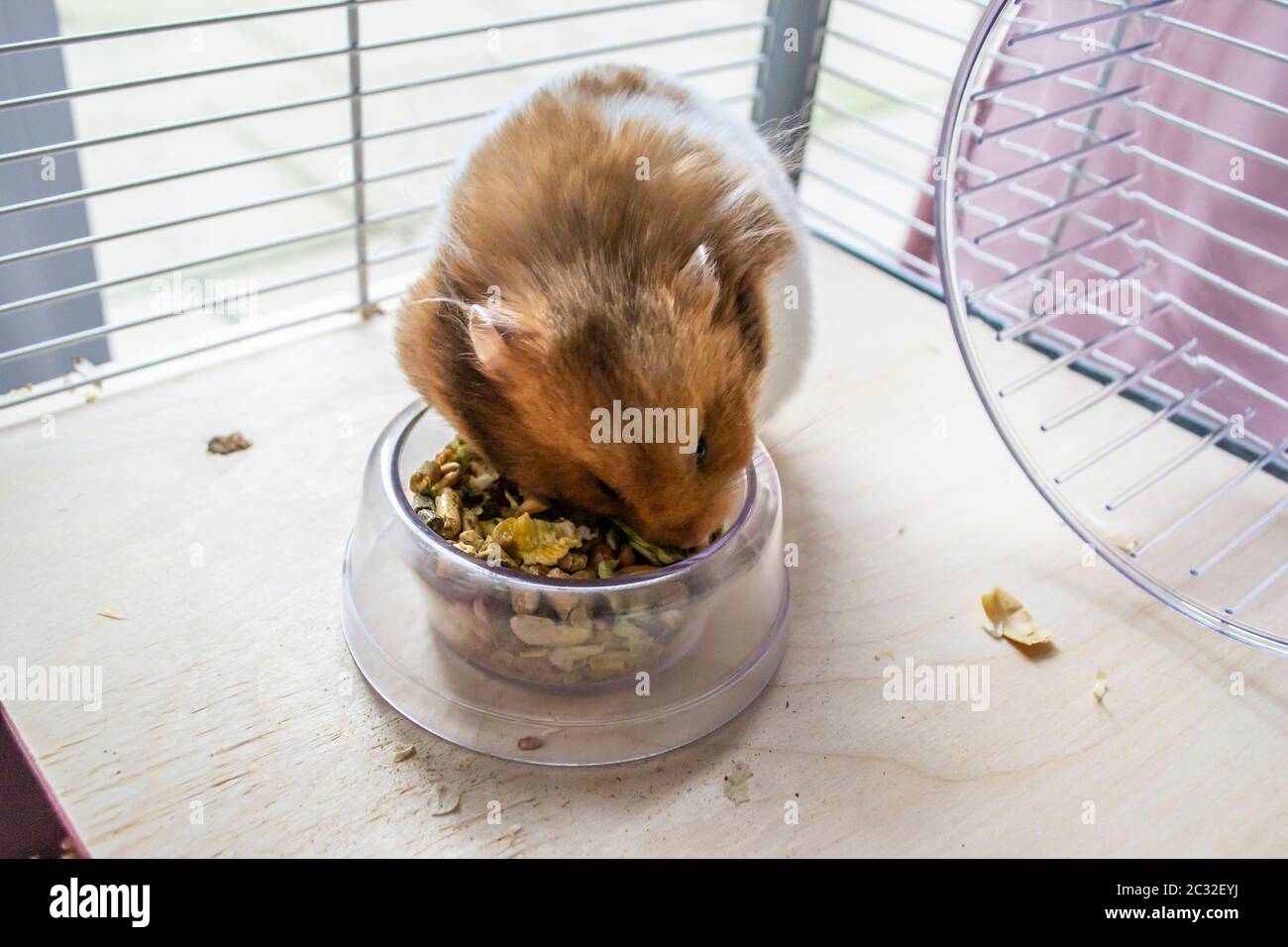 Syrian hamster eating from a food bowl in cage Stock Photo - Alamy