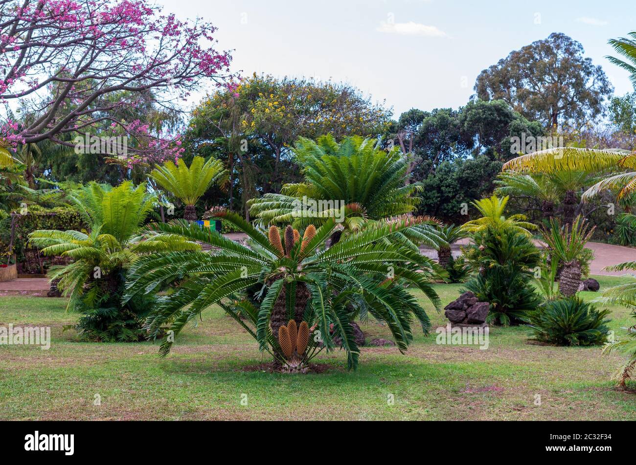Botanical garden Monte, Funchal, Madeira island, Portugal Stock Photo ...