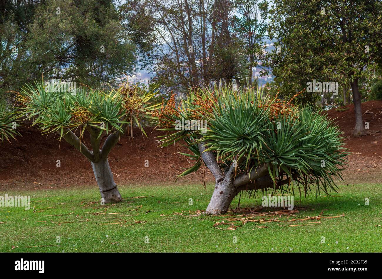Botanical garden Monte, Funchal, Madeira island, Portugal Stock Photo ...