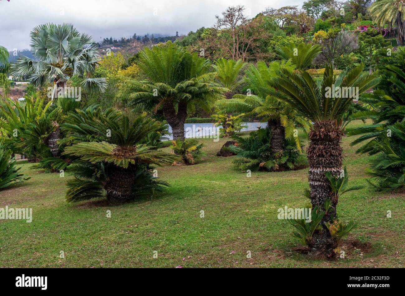 Botanical garden Monte, Funchal, Madeira island, Portugal Stock Photo ...