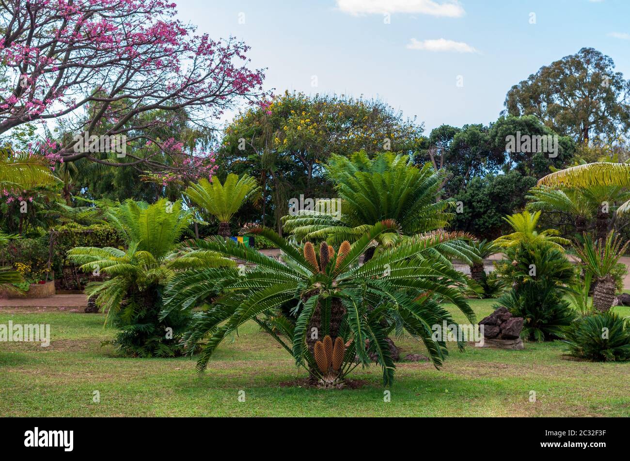 Botanical garden Monte, Funchal, Madeira island, Portugal Stock Photo ...