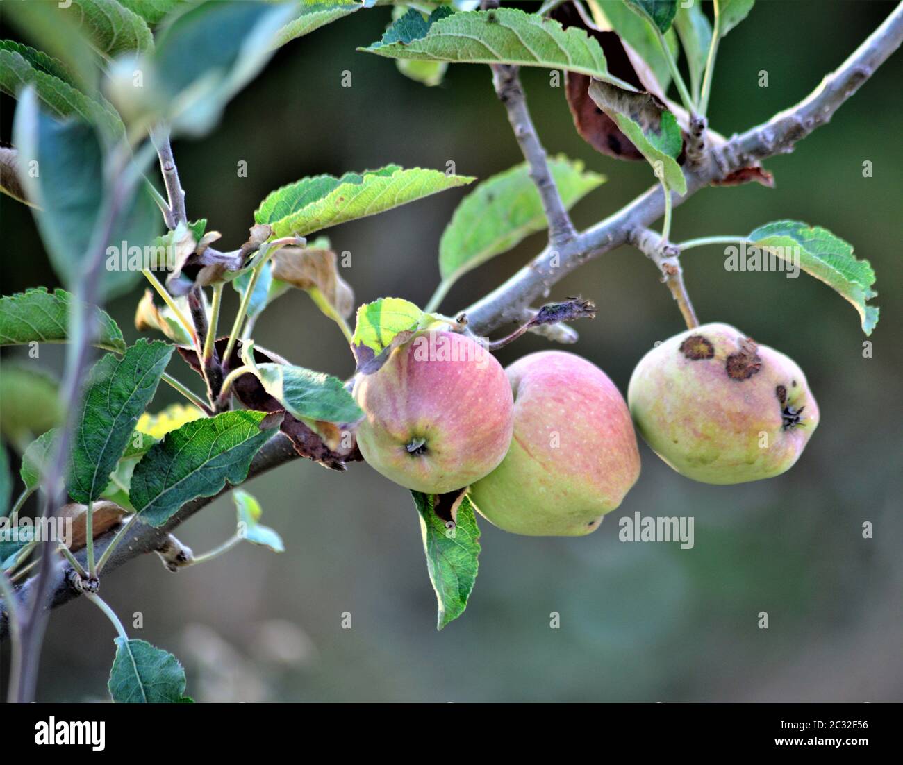 Fusicladium hi-res stock photography and images - Alamy