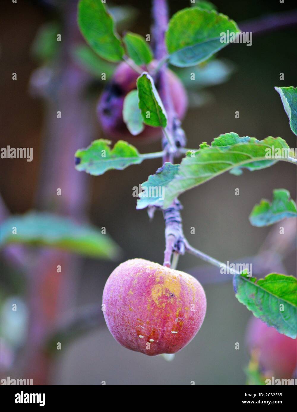 Fusicladium hi-res stock photography and images - Alamy