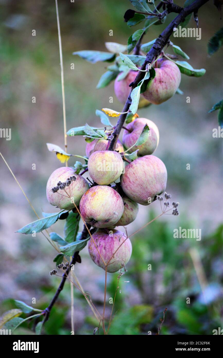 Fusicladium hi-res stock photography and images - Alamy