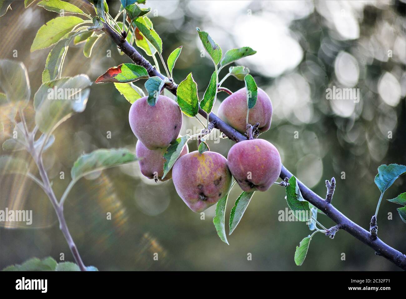 Fusicladium hi-res stock photography and images - Alamy