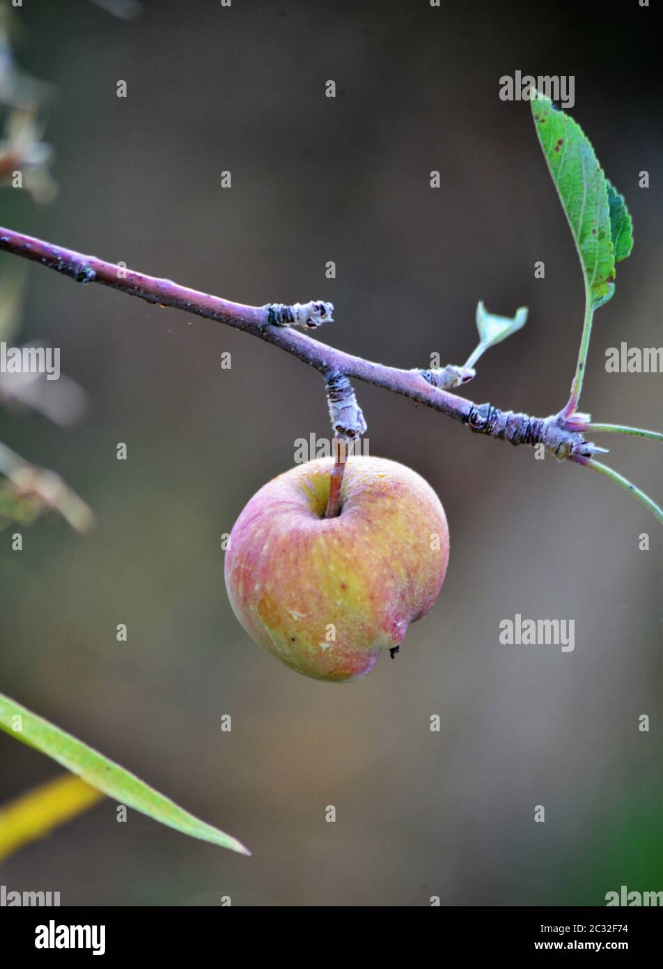 Fusicladium hi-res stock photography and images - Alamy