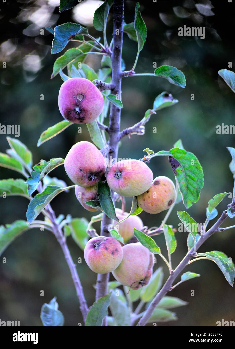 Fusicladium hi-res stock photography and images - Alamy