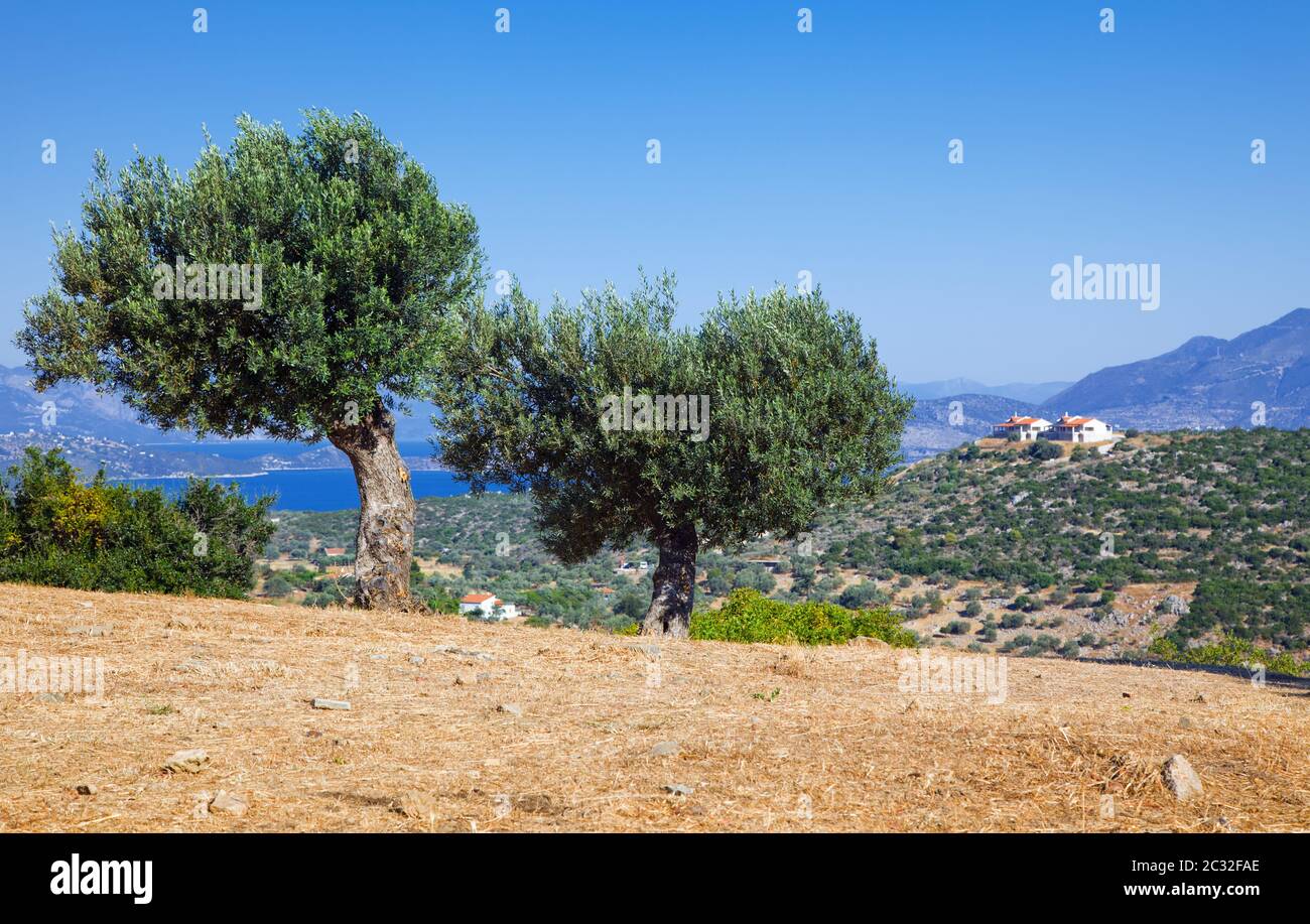 Famous olive tree hi-res stock photography and images - Alamy