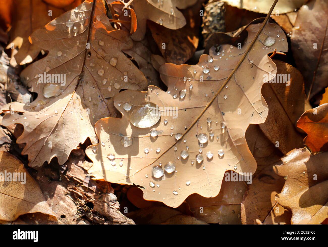 wet oak leaves lie on the forest floor Stock Photo - Alamy