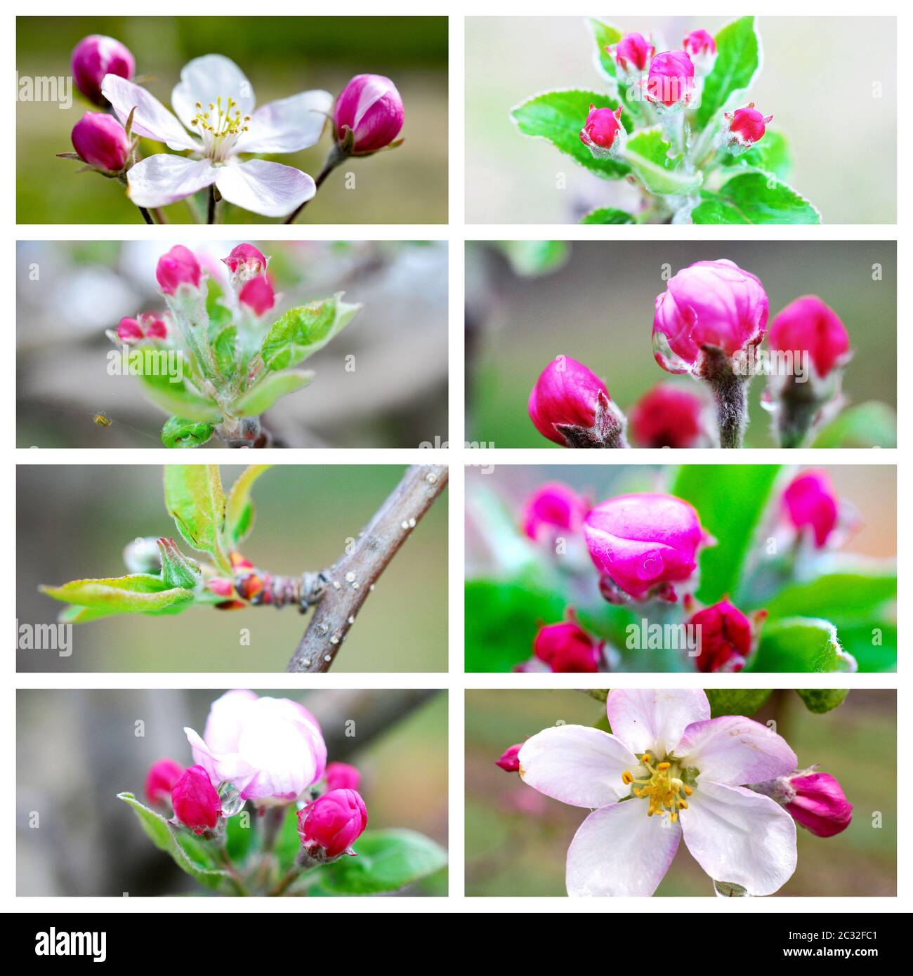 Bunch of flowers of an apple tree Cut Out Stock Images & Pictures - Alamy