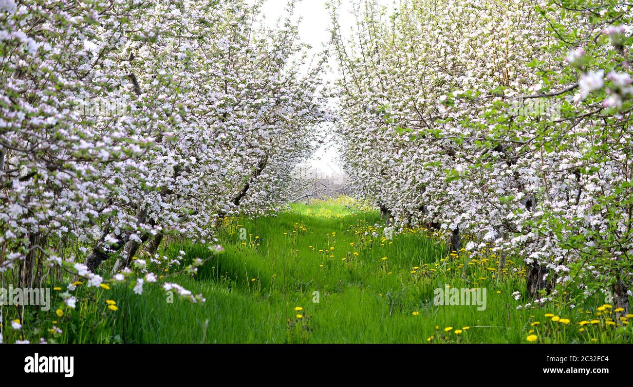 Blossoming apple trees in the botanical orchard Stock Photo - Alamy
