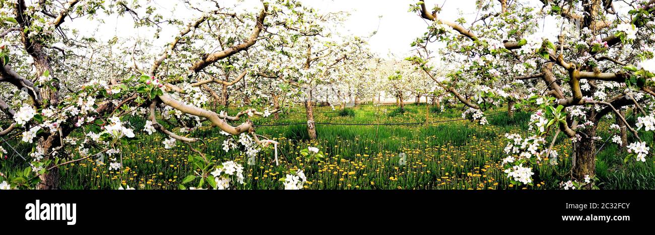 panorama of flowering apple orchard in spring, image Stock Photo - Alamy