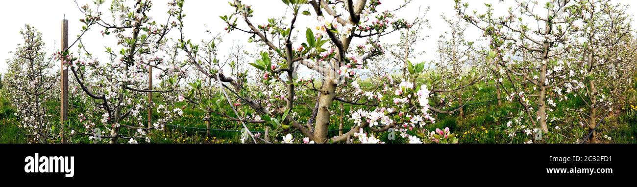 panorama of flowering apple orchard in spring, image Stock Photo - Alamy