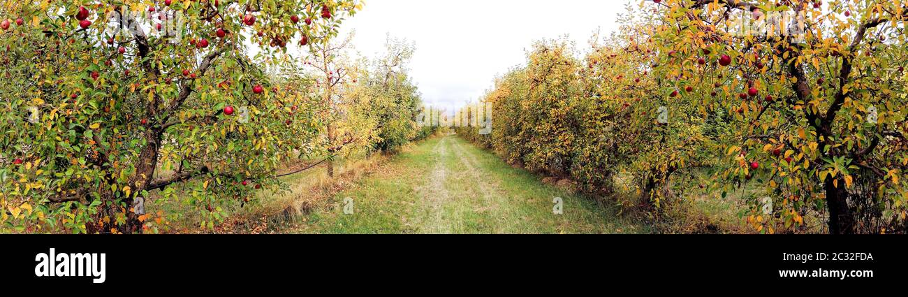 apple orchard panorama image in autumn Stock Photo - Alamy