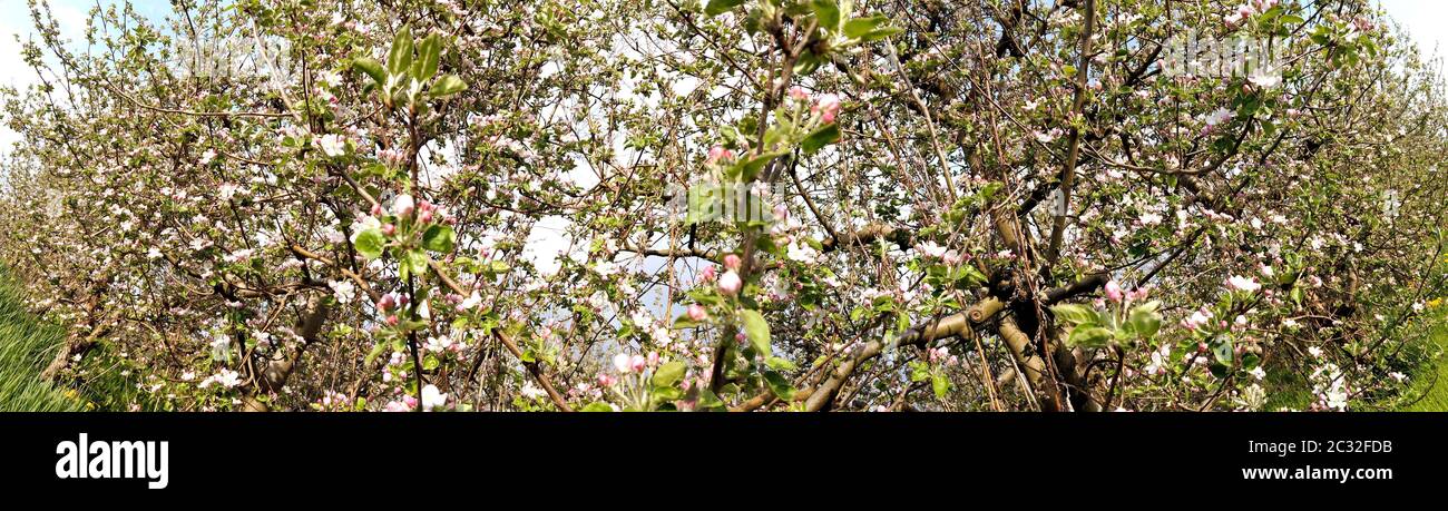 panorama of flowering apple orchard in spring, image Stock Photo - Alamy