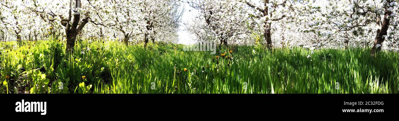 Panorama flowering apple orchard hi-res stock photography and images ...