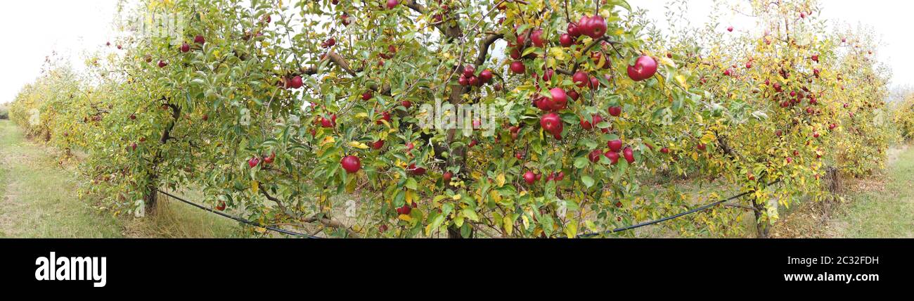apple orchard panorama image in autumn Stock Photo - Alamy