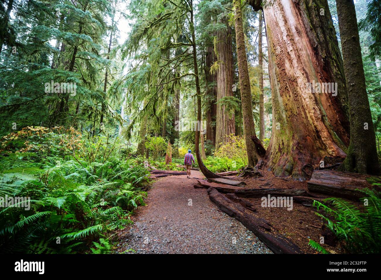 Redwoods tree walk hi-res stock photography and images - Alamy