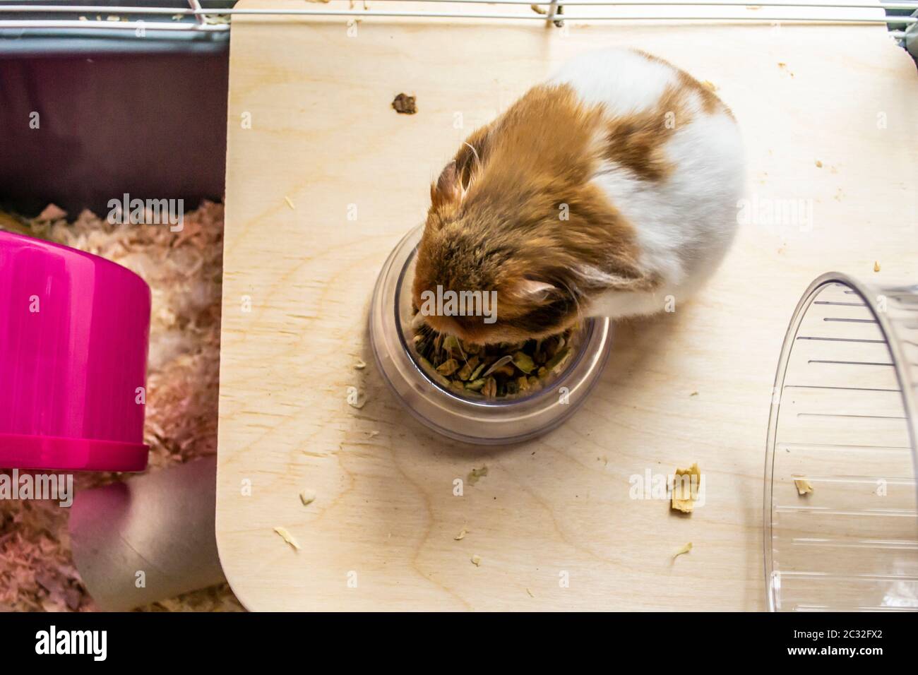 Syrian hamster eating from a food bowl in cage Stock Photo - Alamy