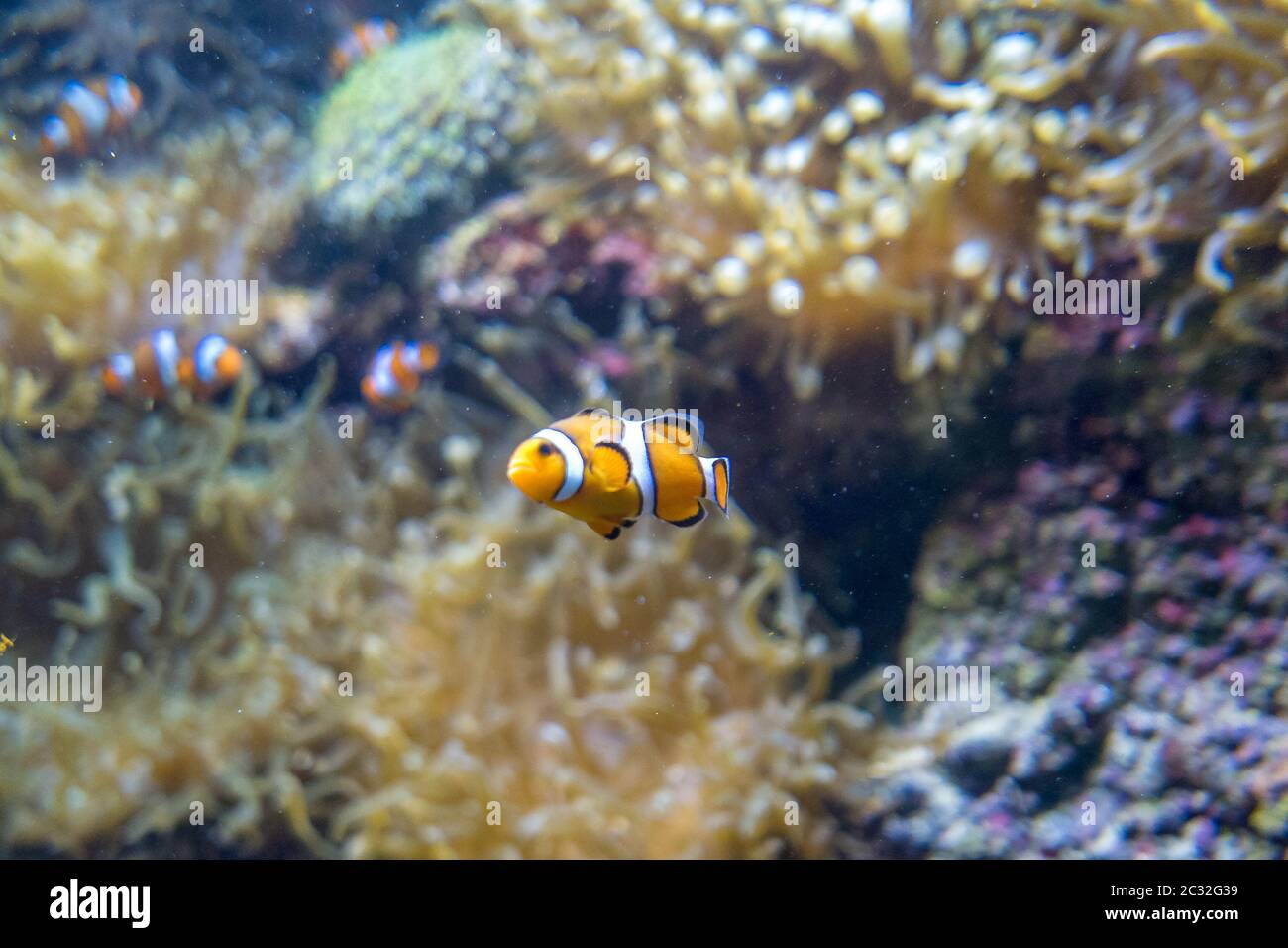 multicolored fish and marine organisms in an oceanarium. observation of ...