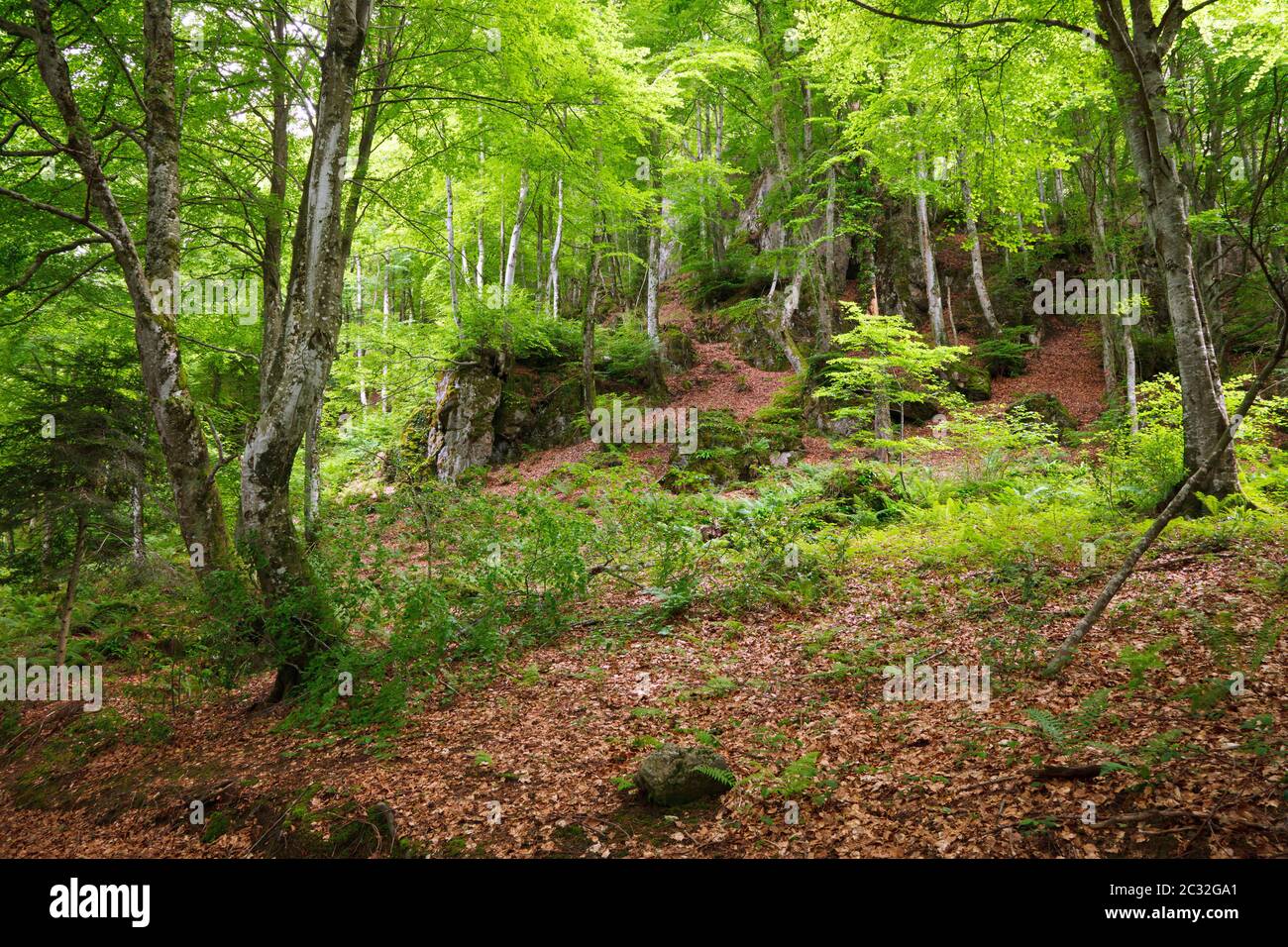 Mountain forest in Pyrenees Stock Photo - Alamy