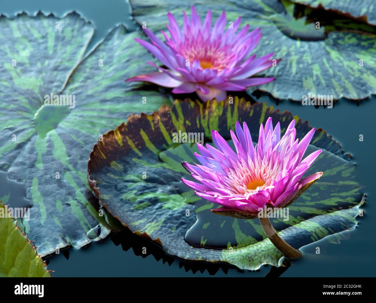 Lily dupont hi-res stock photography and images - Alamy