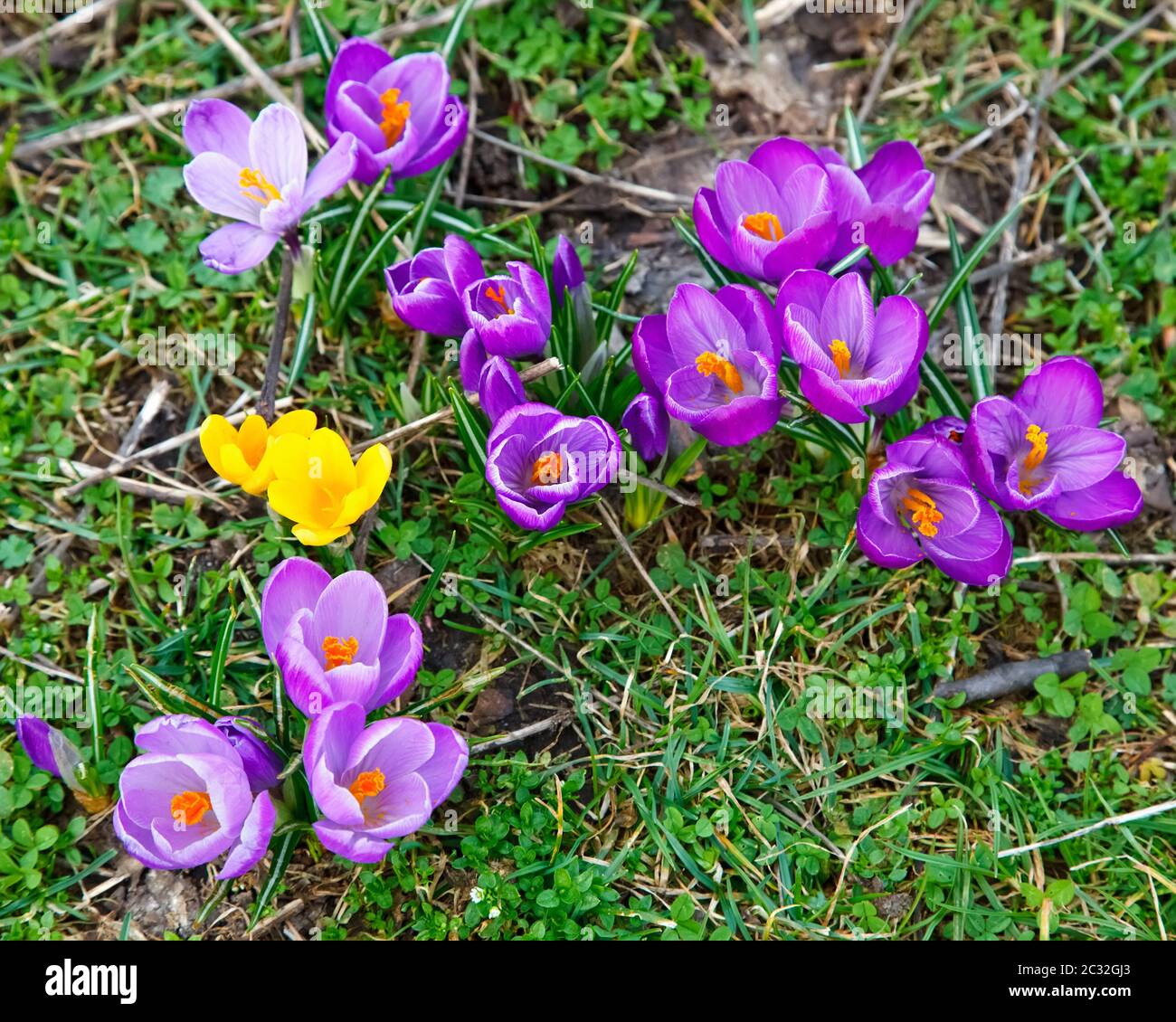 wild crocus flowers Stock Photo - Alamy