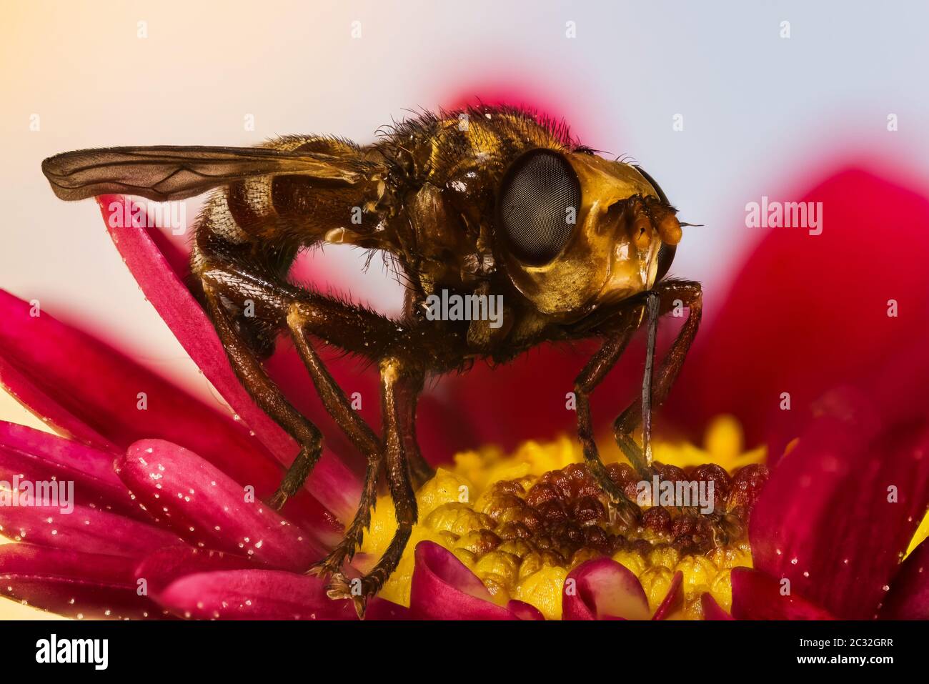 Focus Stacking Portrait of Ferruginous Bee-grabber. Her Latin name is ...