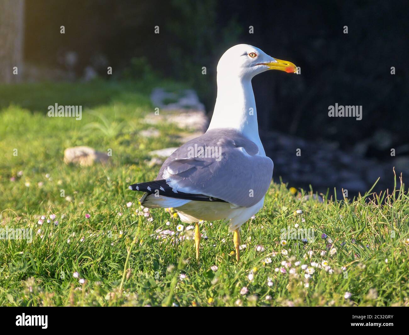 Amazing portrait photography hi-res stock photography and images - Alamy