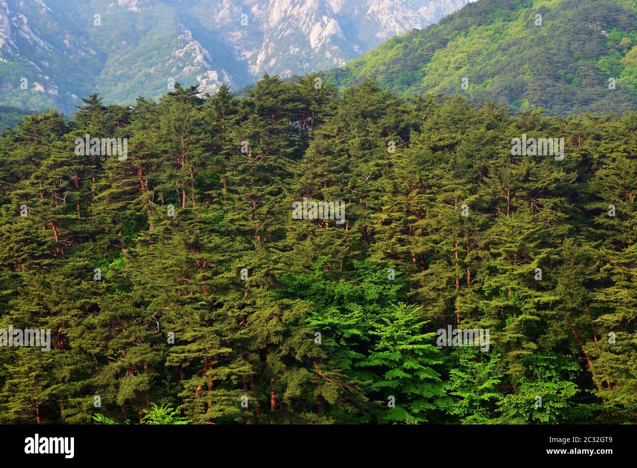 North Korean scenery. The Diamond mountains at sunrise. Mount Kumgang ...