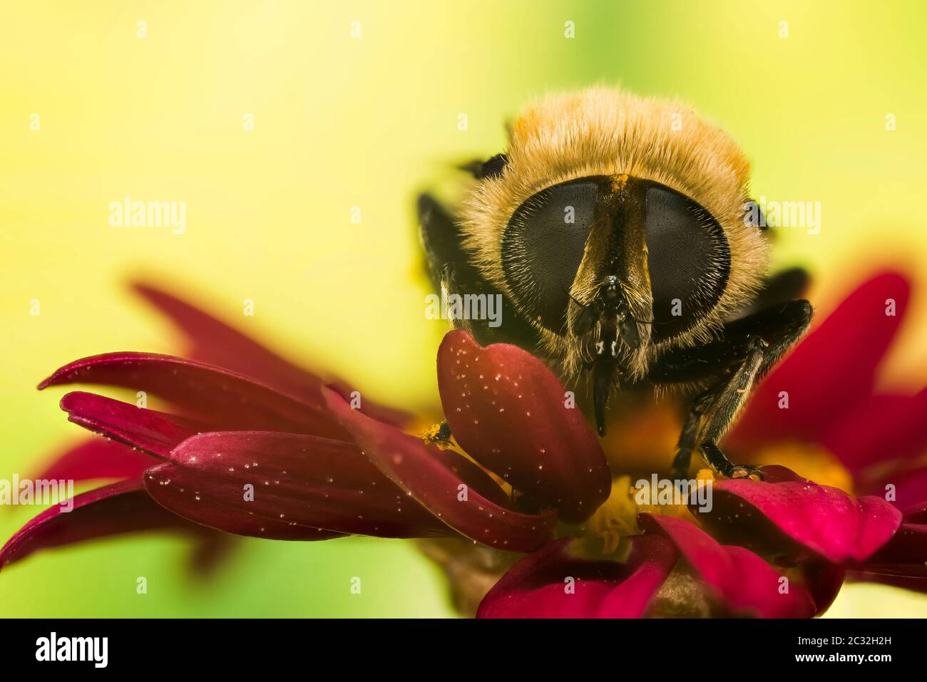 Narcissus Bulb Fly on a flower. Her Latin name is Merodon equestris ...