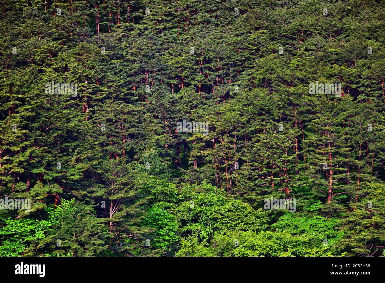 Korean red pine hi-res stock photography and images - Alamy