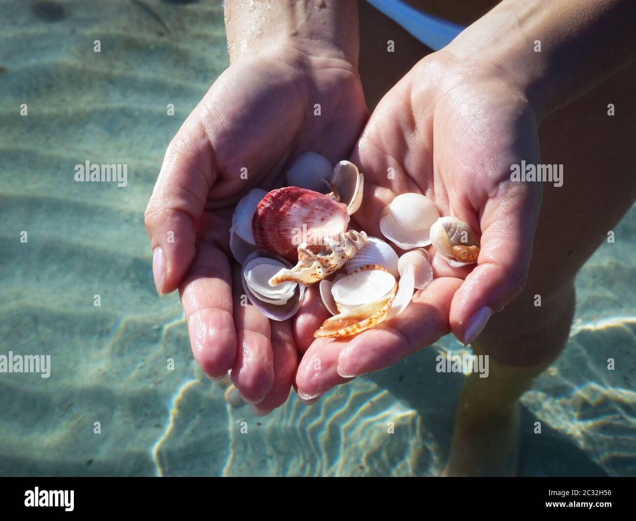 Shells at the Sea Stock Photo - Alamy