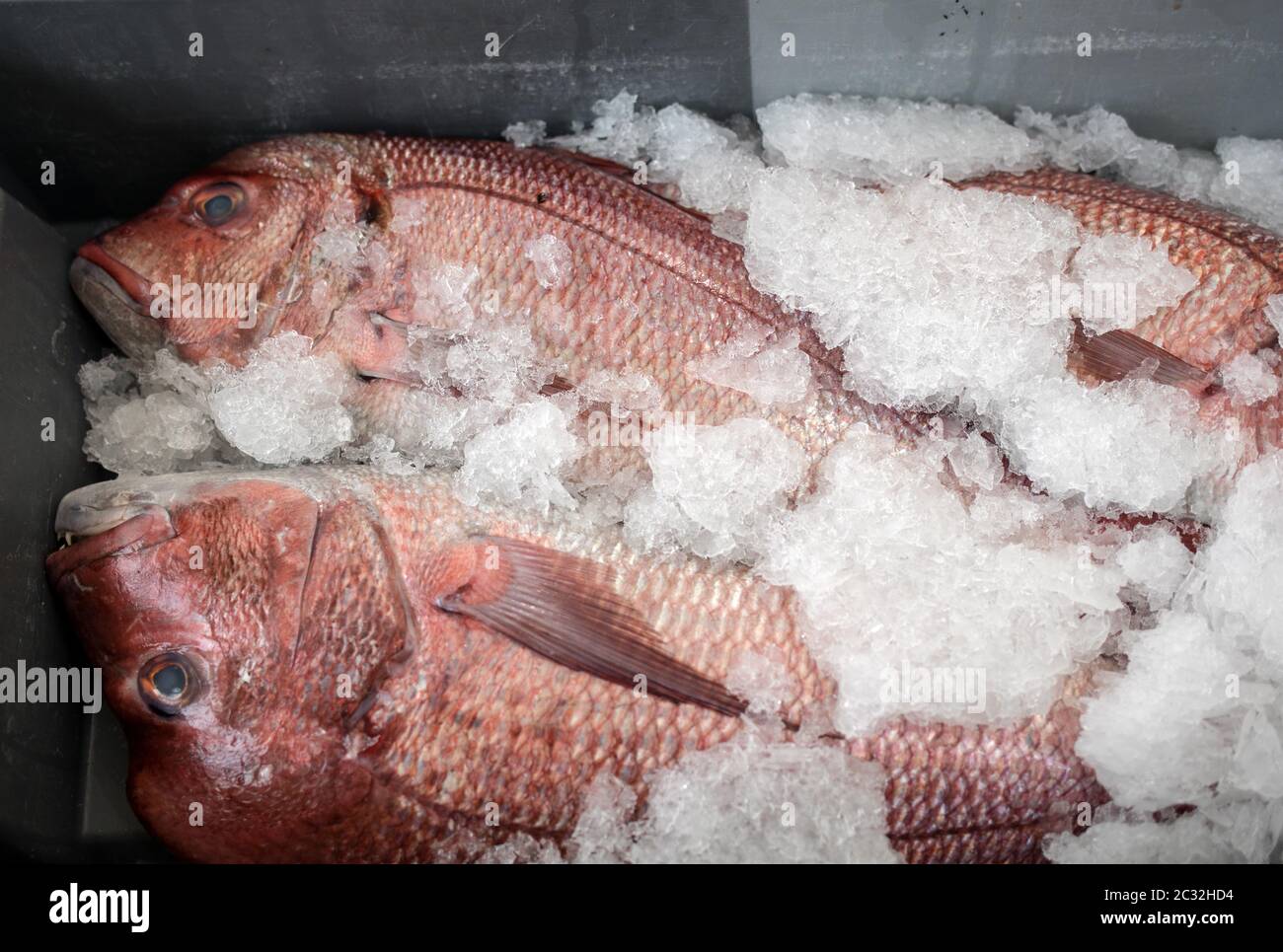 Fresh fish for sale at a fish market Stock Photo - Alamy