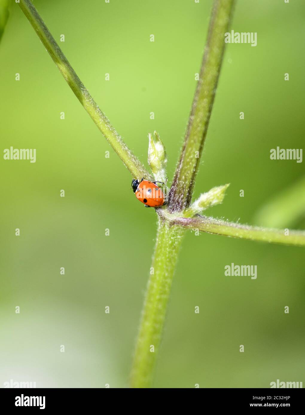 Ladybug in the green plant . bugs and insects world. Nature in spring ...