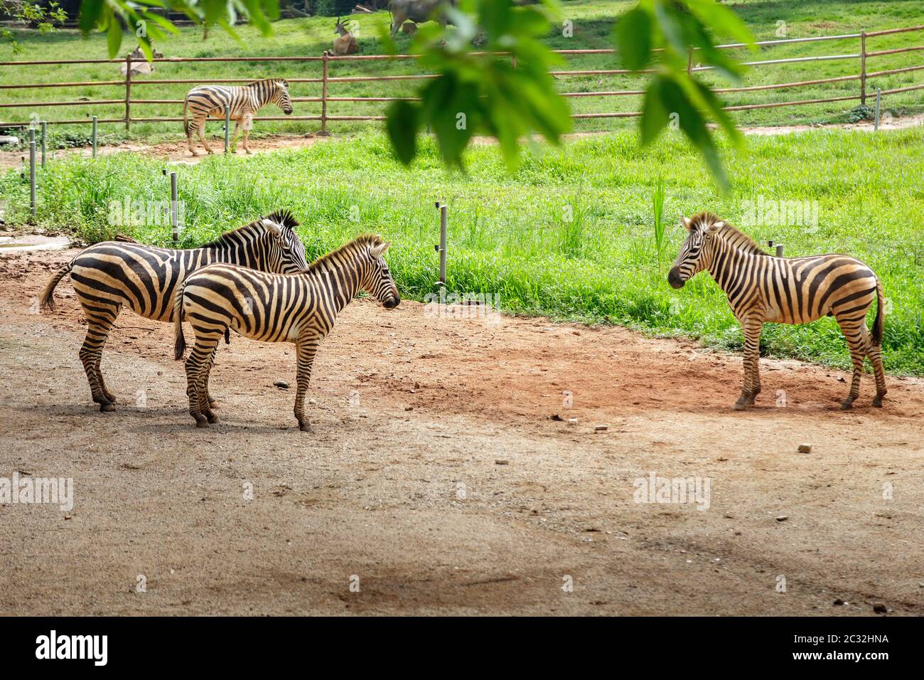 Zebras in the zoo aviary walking in the open area Stock Photo - Alamy