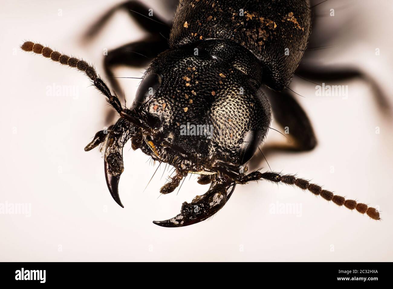 Close-up macro shot in Focus Stacking technique of Devil's coach-horse ...