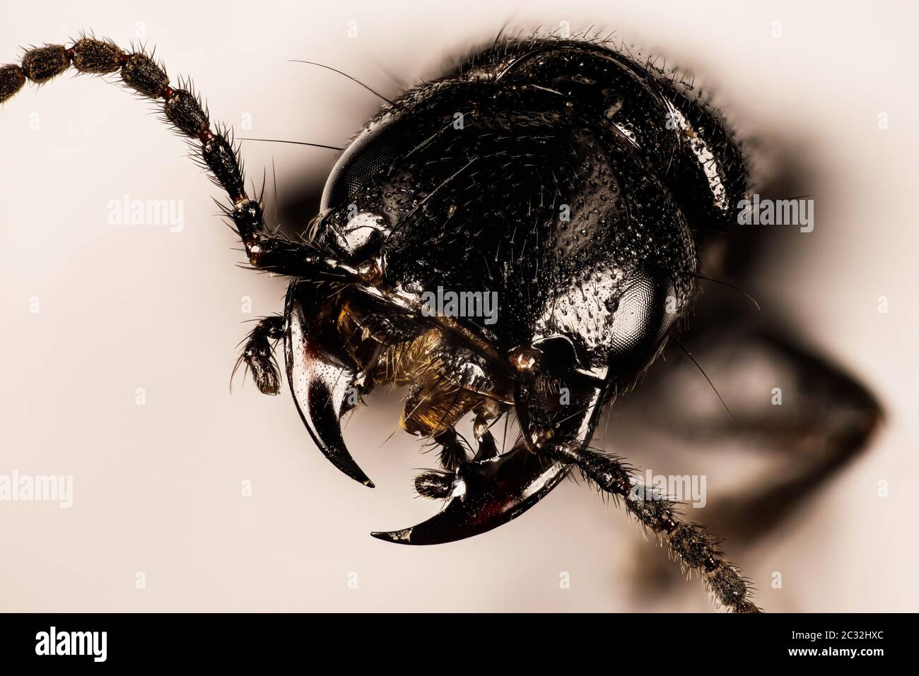 Close-up macro shot in Focus Stacking technique of Devil's coach-horse ...