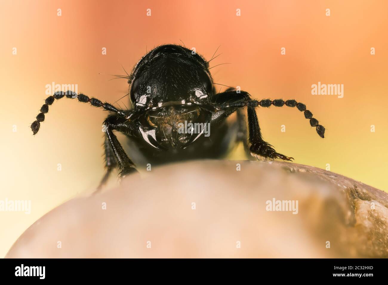 Close-up macro shot in Focus Stacking technique of Devil's coach-horse ...
