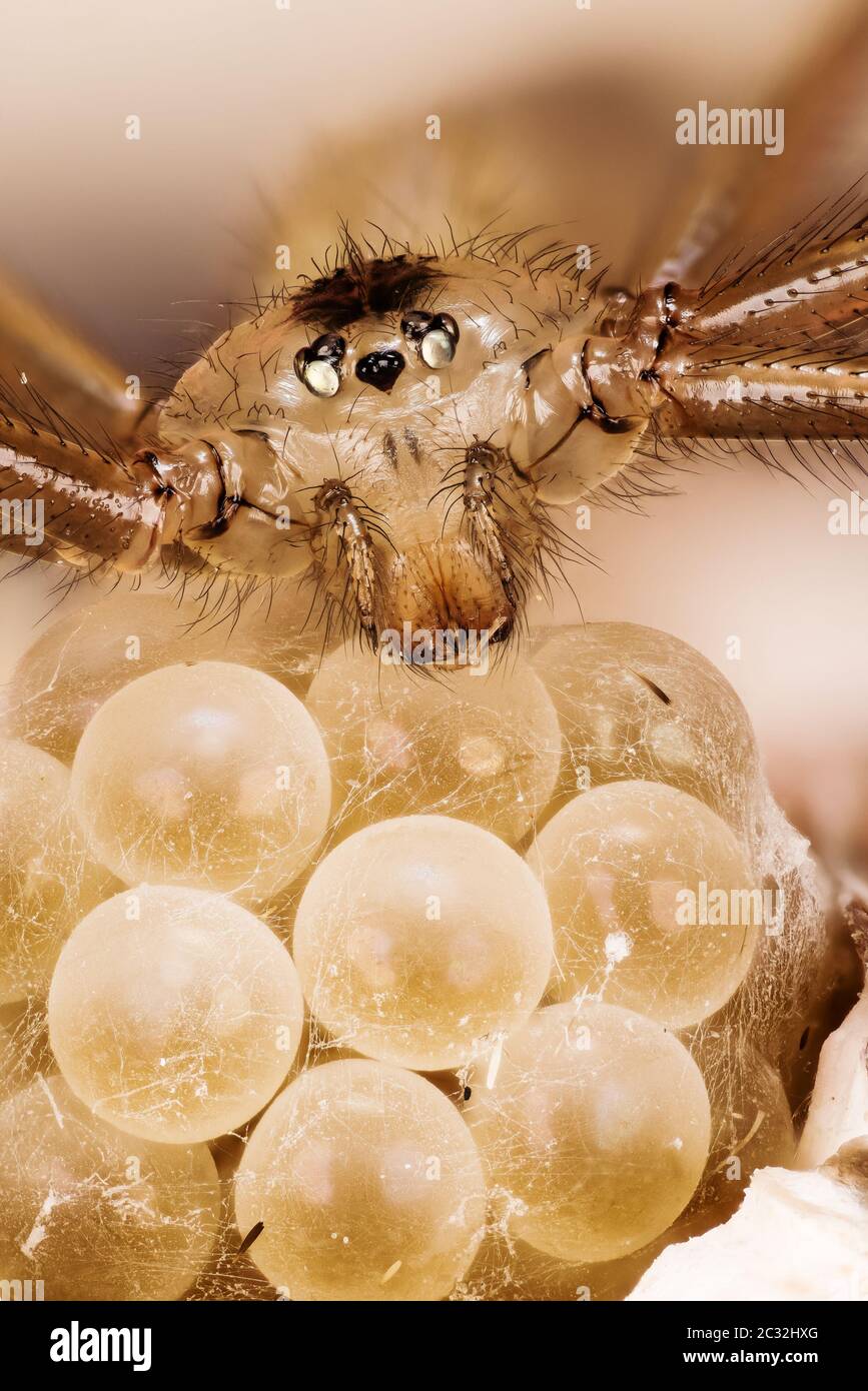 Macro Focus Stacking Shot Of Daddy Long Legs Spider Female On Eggs