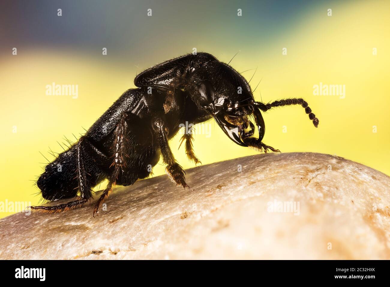 Close-up macro shot in Focus Stacking technique of Devil's coach-horse ...