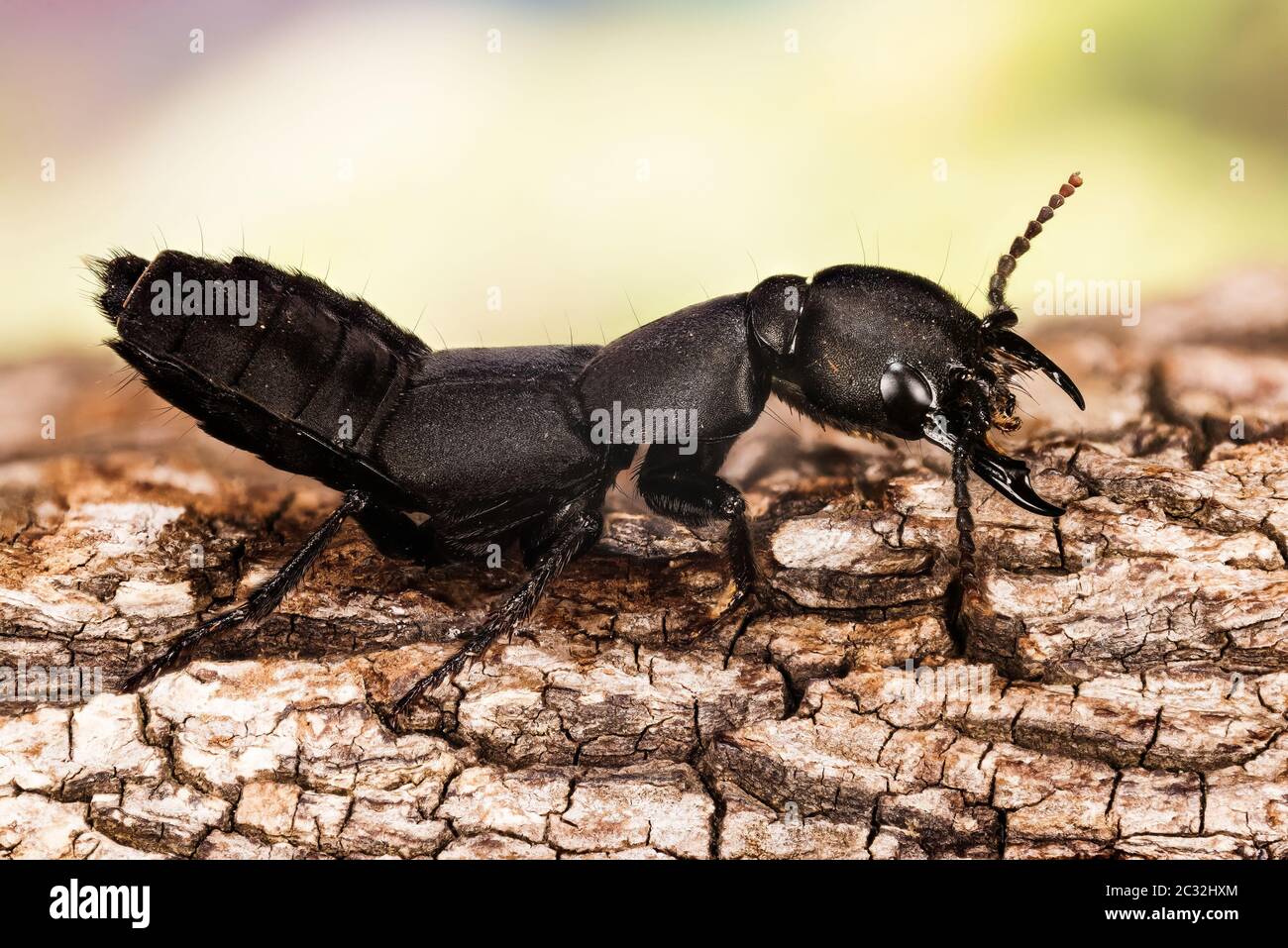 Close-up macro shot in Focus Stacking technique of Devil's coach-horse ...