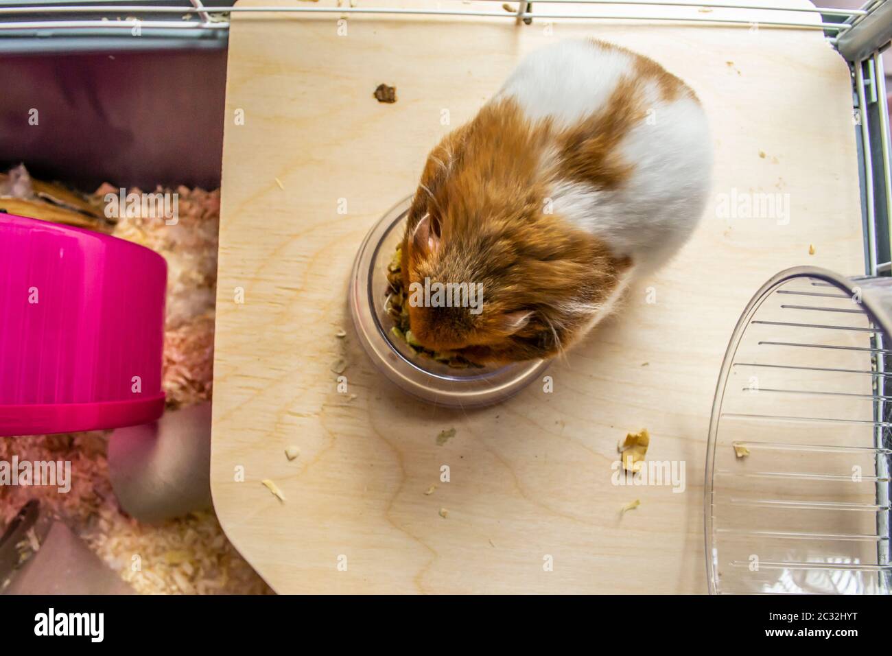 Syrian hamster eating from a food bowl in cage Stock Photo - Alamy