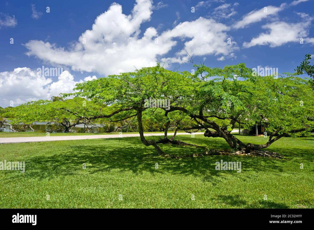 Fairchild tropical botanic garden Stock Photo - Alamy