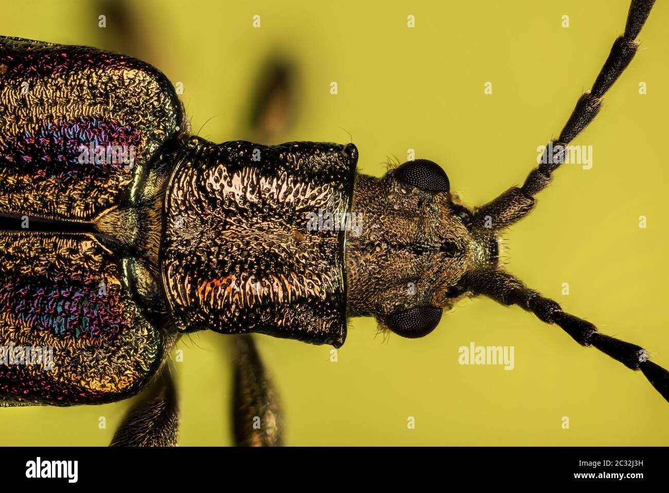 Donacia semicuprea, Leaf Beetles, Beetle, Donaciinae Stock Photo - Alamy